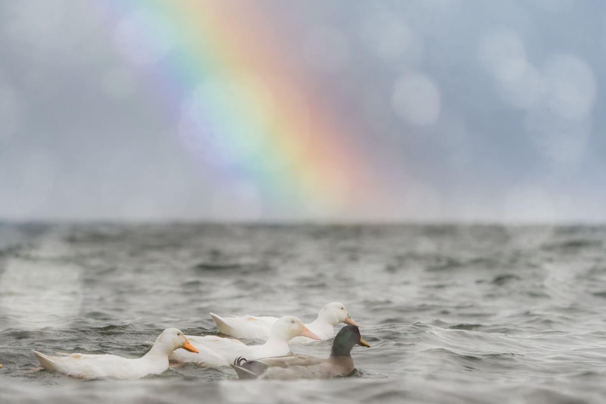Rainbow Duck | GANREF