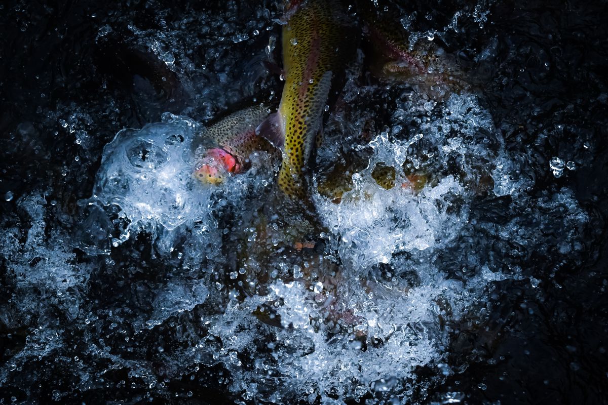 big carp mask | GANREF