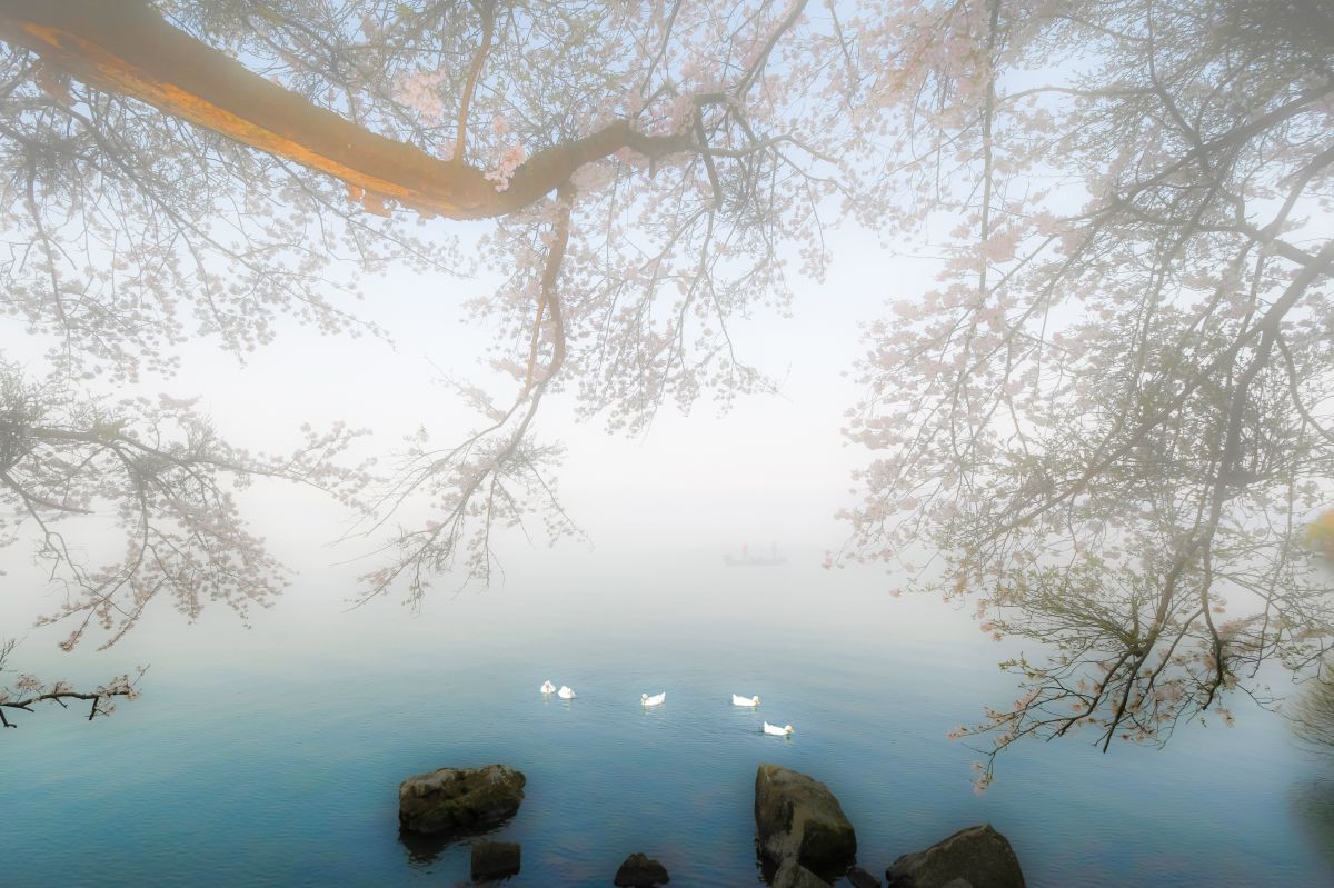 SAKURA ducks | GANREF