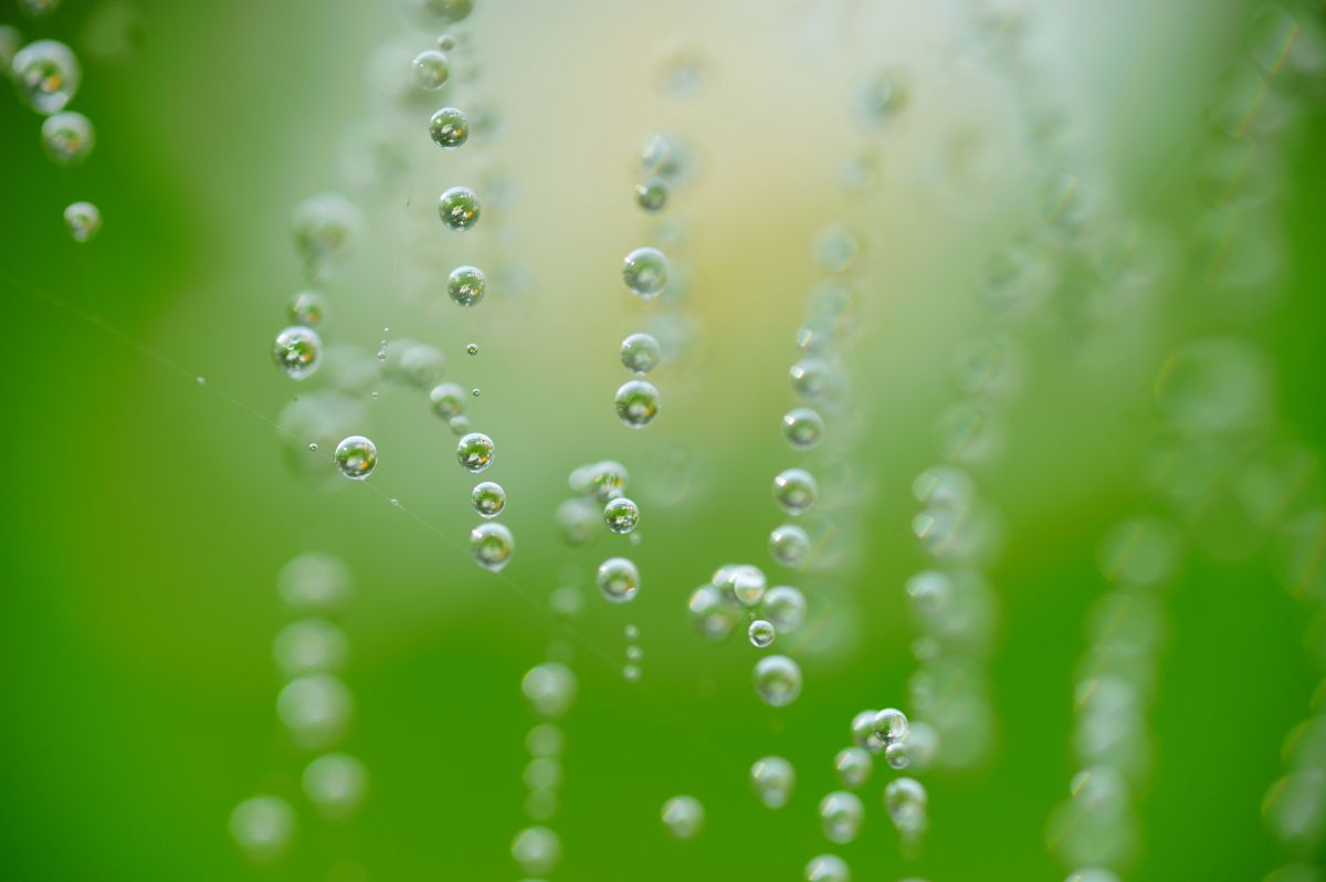 Sparkling Marguerite | GANREF