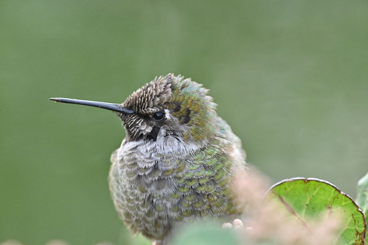 ハミングバード | GANREF