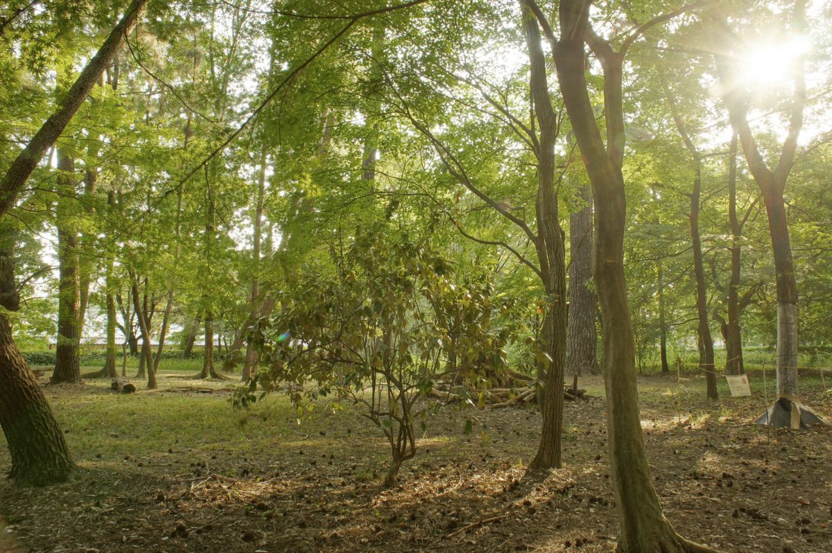 木漏れ日 | GANREF