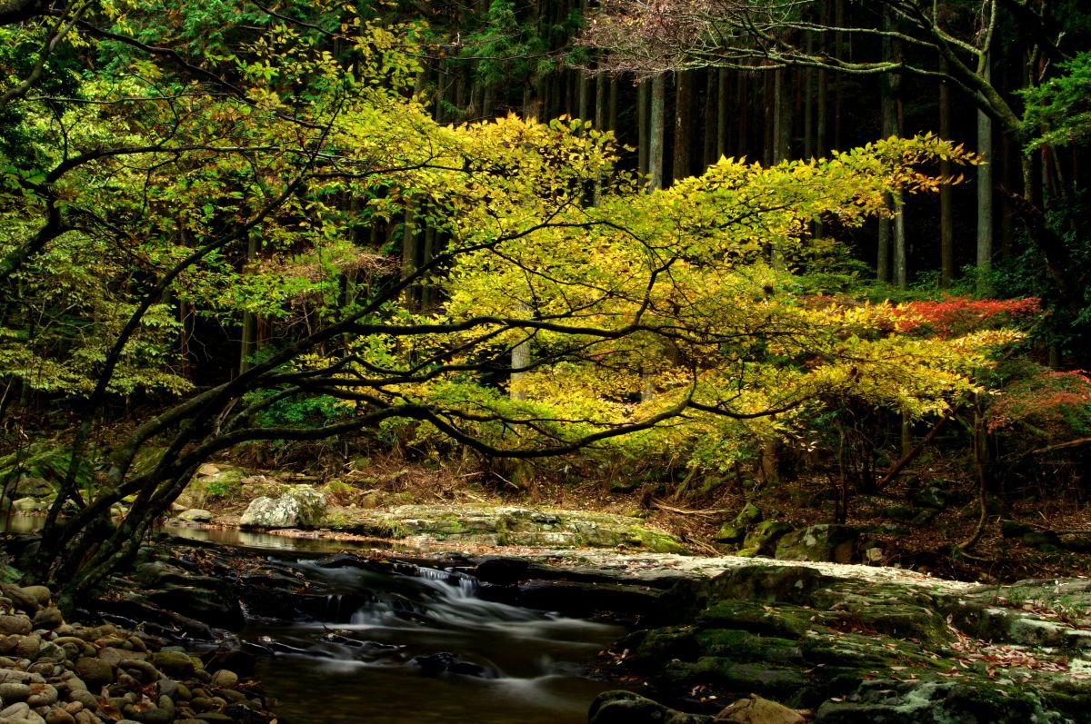 黄色のアーチ | GANREF