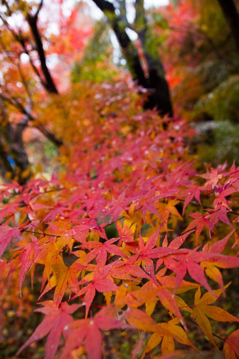 連なる時 | GANREF