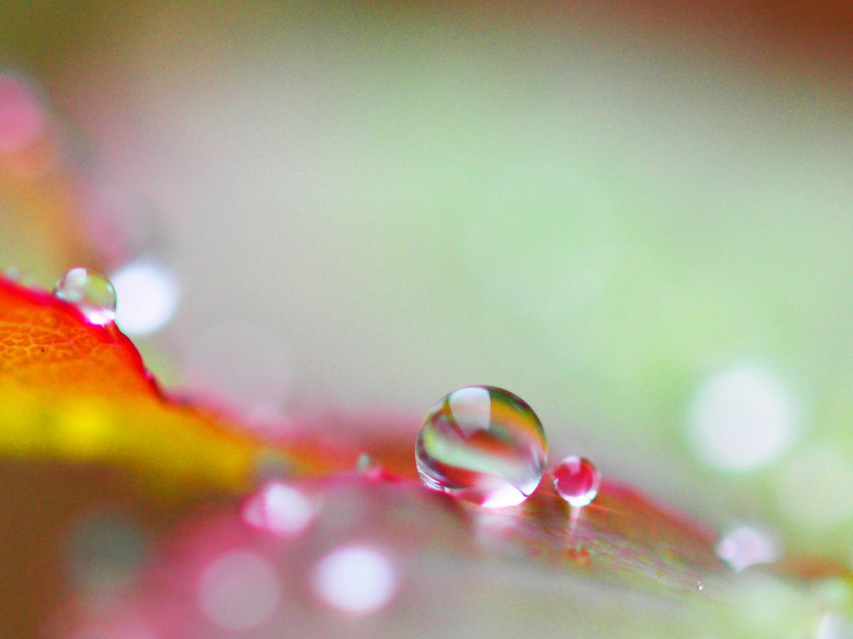 Crystal on the leaf | GANREF