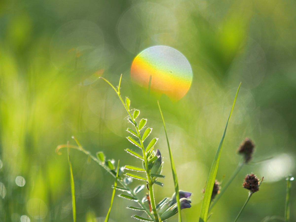 虹色ムーン | GANREF