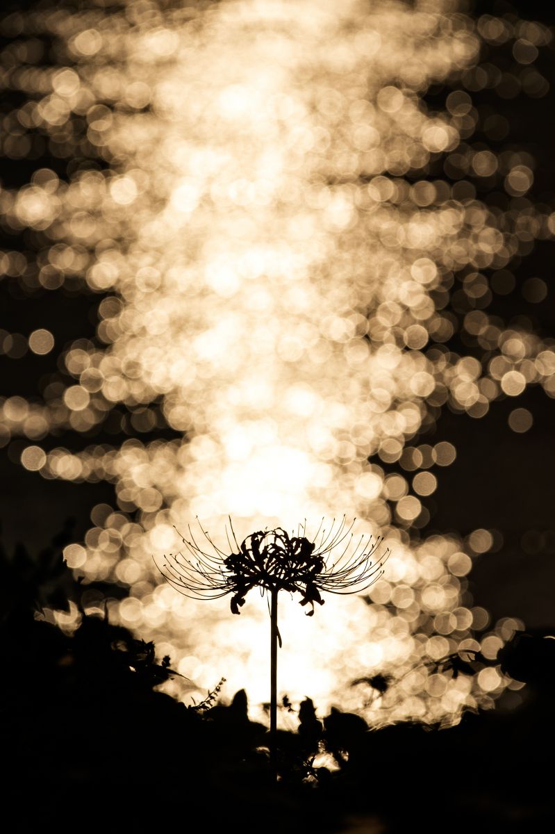 in the brilliant glitter | GANREF