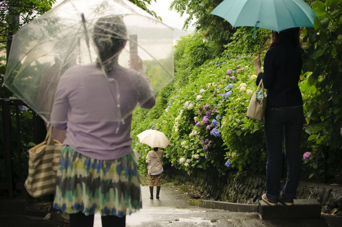 あじさいと女性たち | GANREF