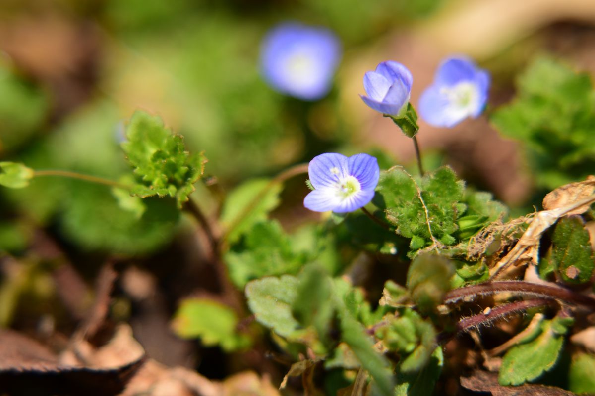 春までもうすこし | GANREF