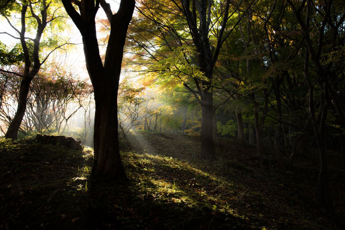 かがやけ | GANREF