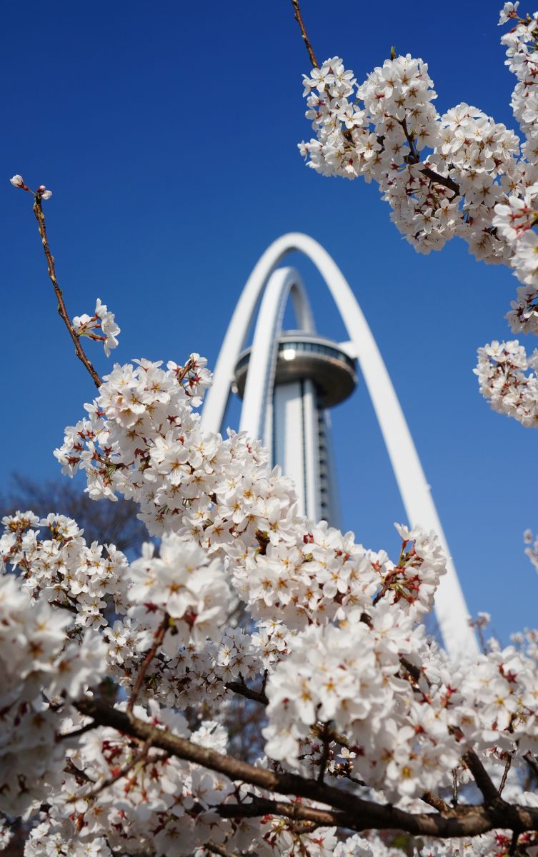 桜と138タワー | GANREF