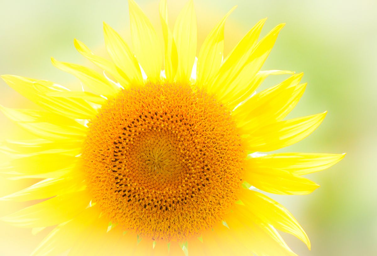 summer flower | GANREF