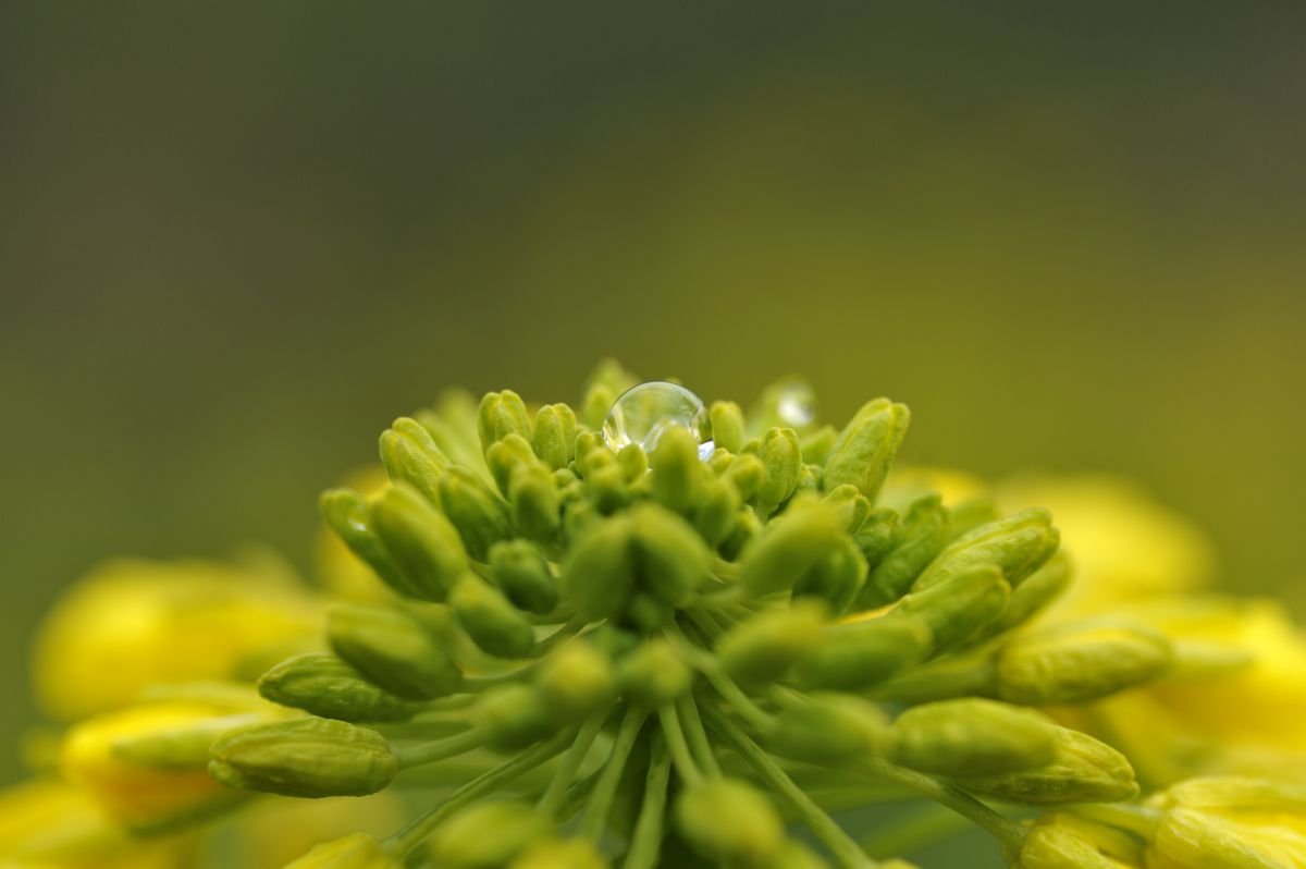 しずく。 | GANREF