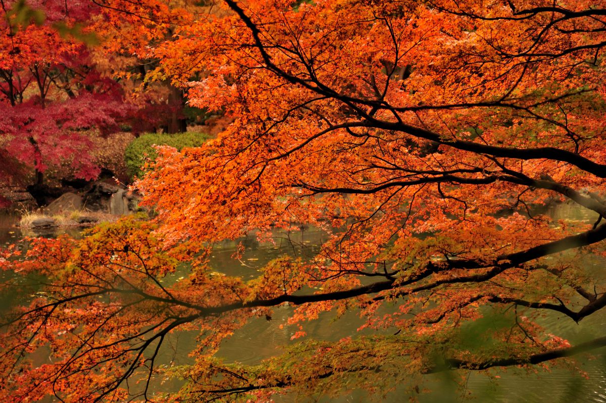 黒枝・橙葉 | GANREF