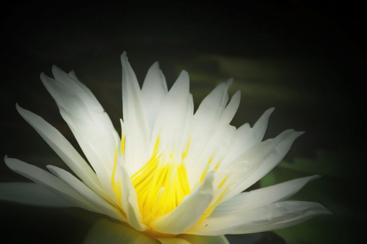 White Float | GANREF