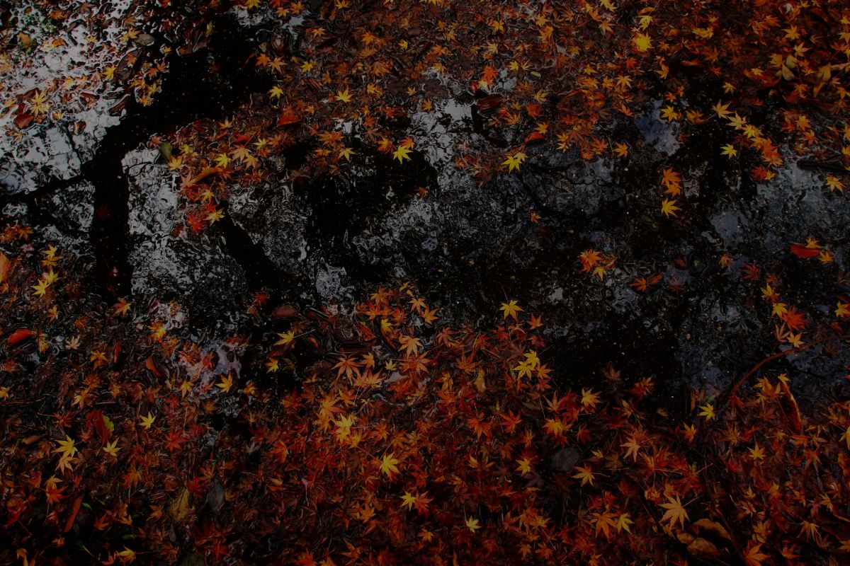 The last stage | GANREF