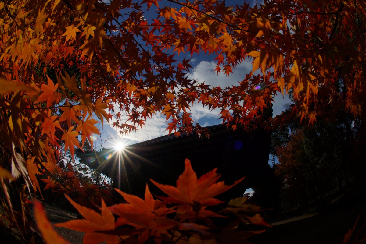 キラリ・仁和寺 | GANREF