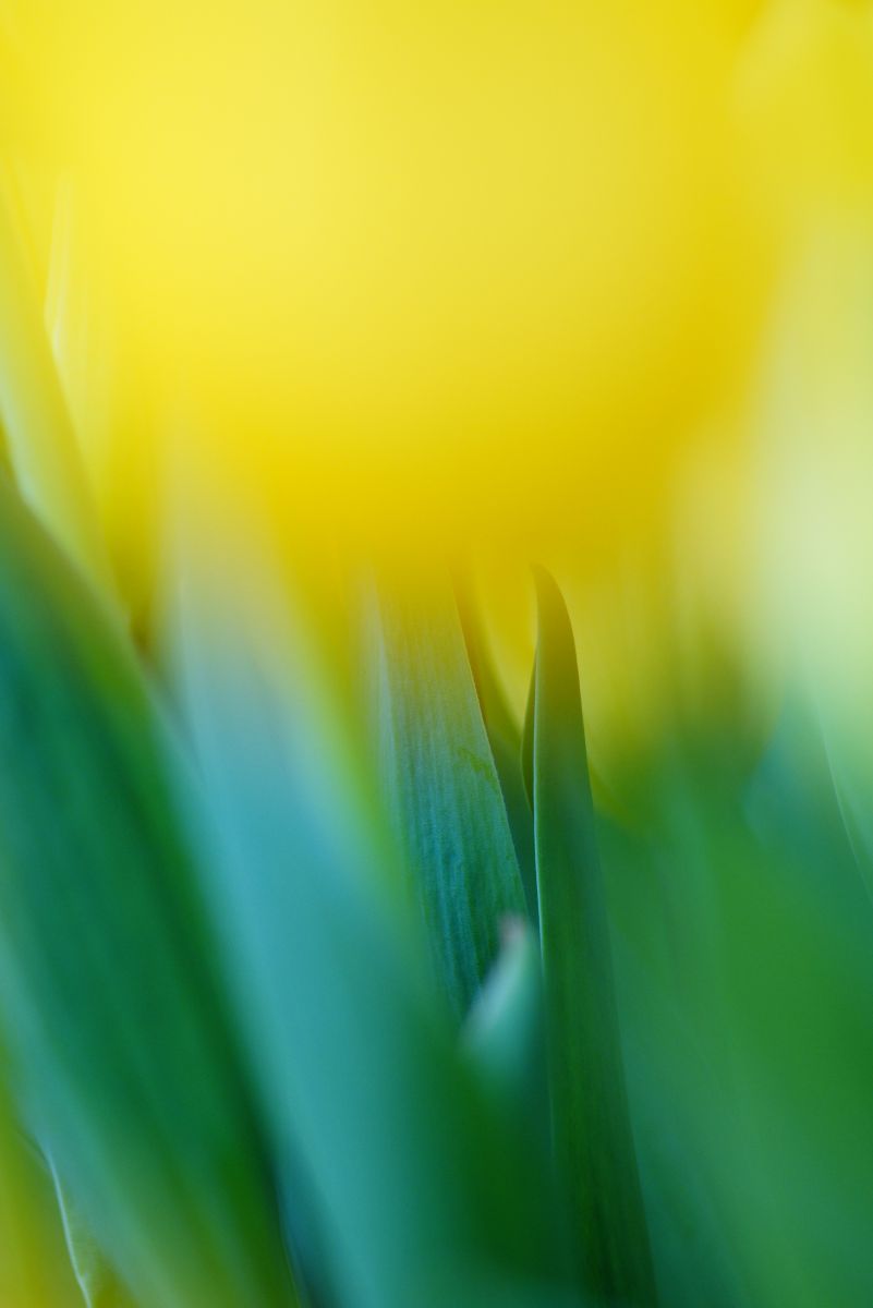 Yellow tulip | GANREF