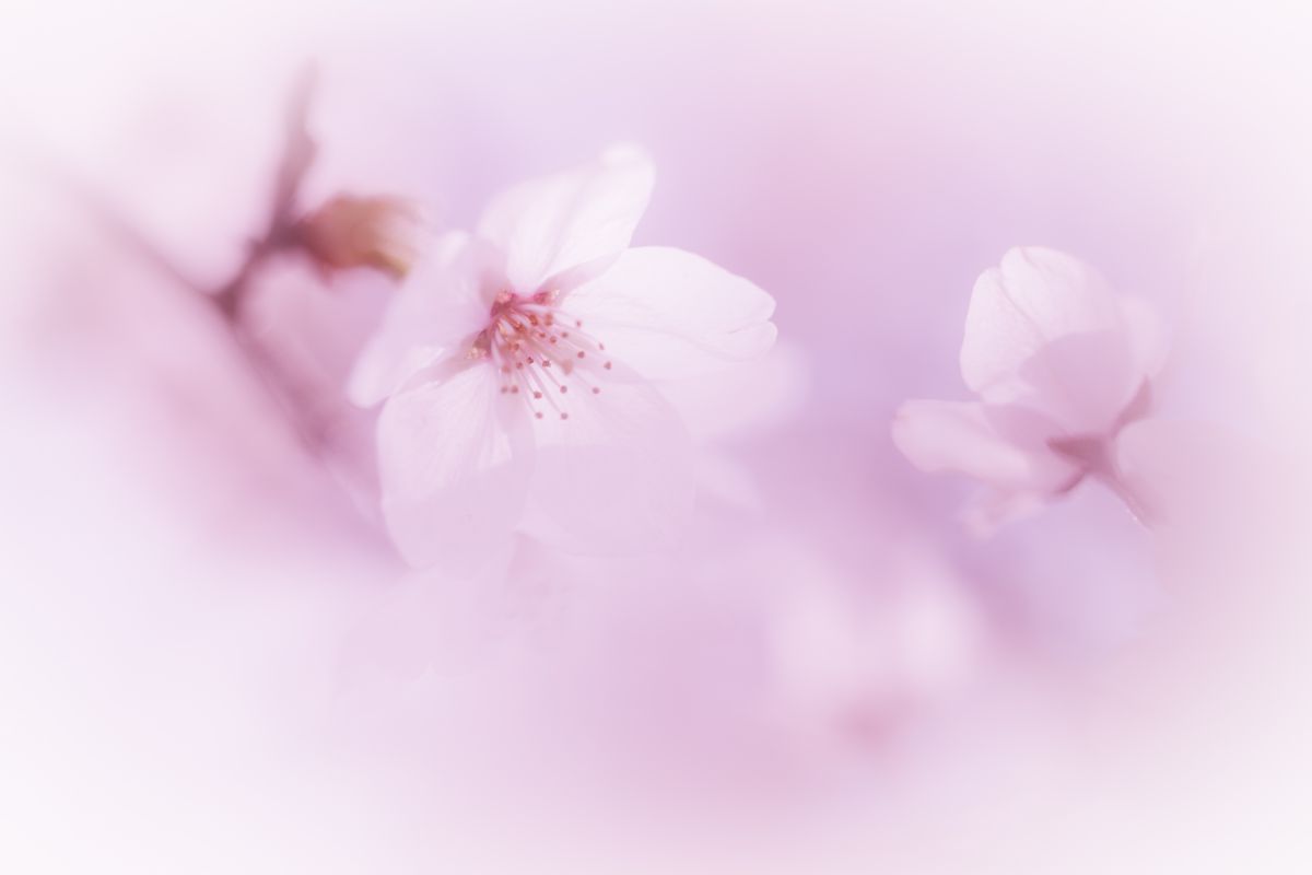 sweet memories | GANREF