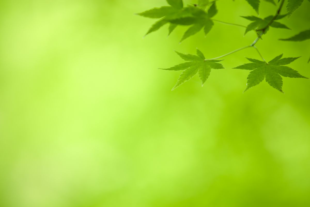 Refreshing Green | GANREF