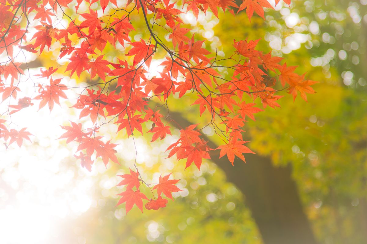 autumn colors | GANREF