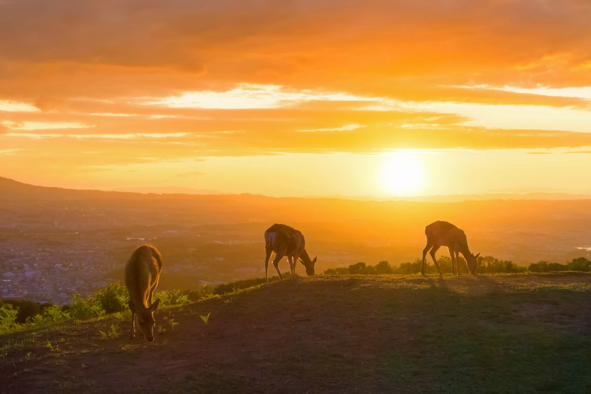 sunset dinner | GANREF
