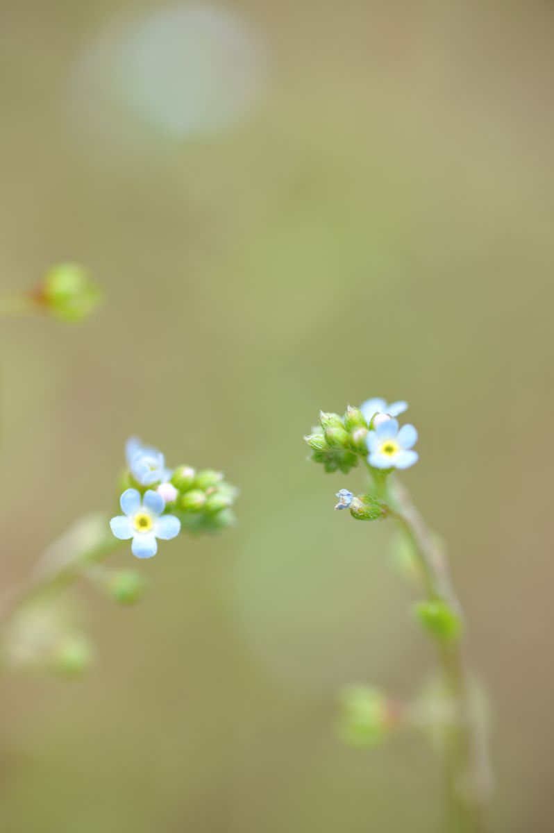 あのね・・・内緒だよ。 | GANREF