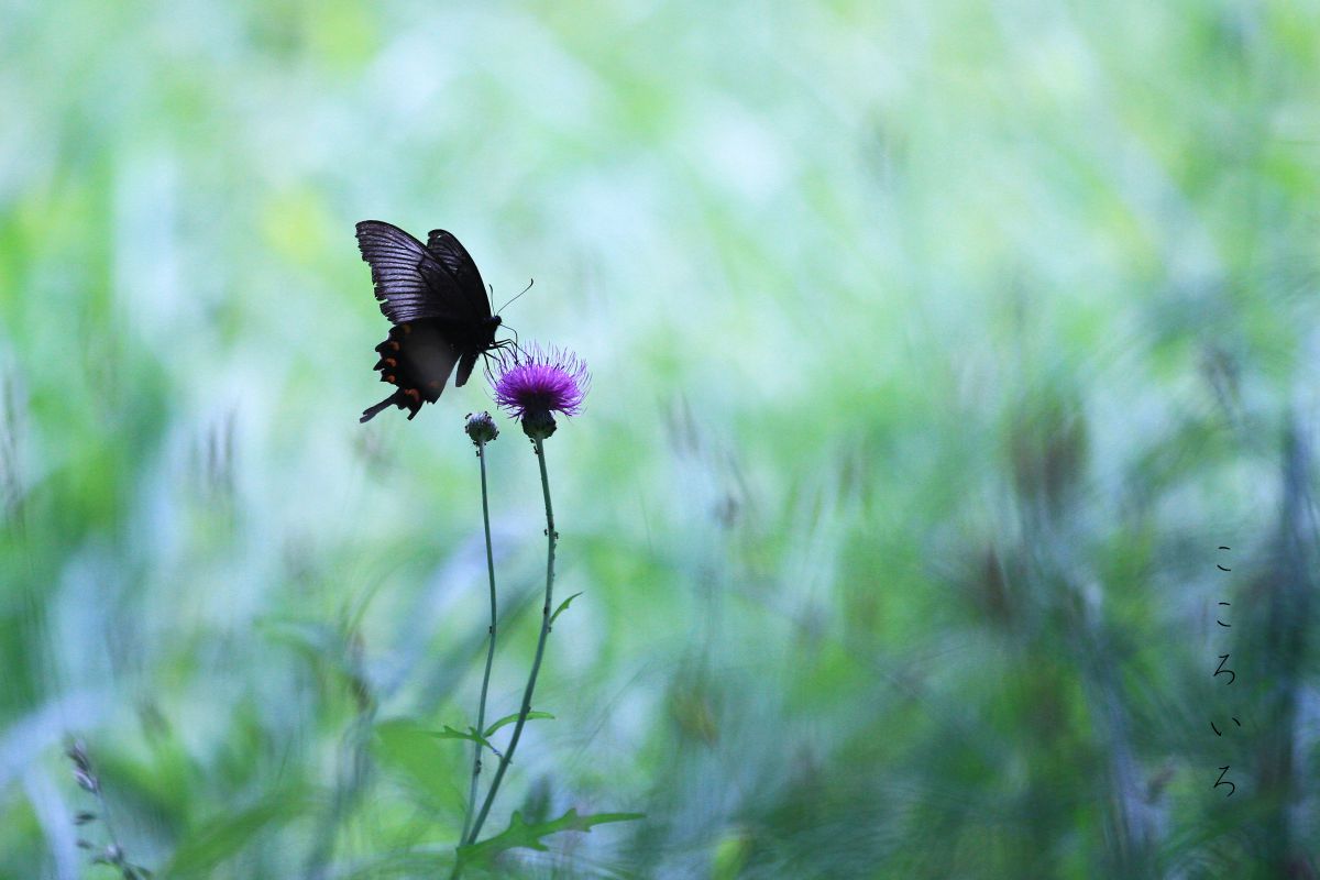 ＊野なごみ＊ | GANREF