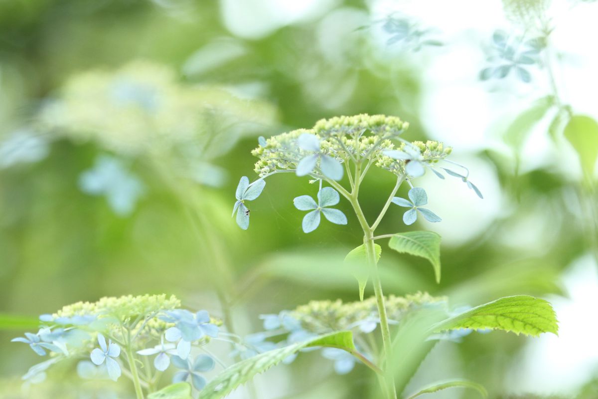 ＊merry-go-round＊ | GANREF