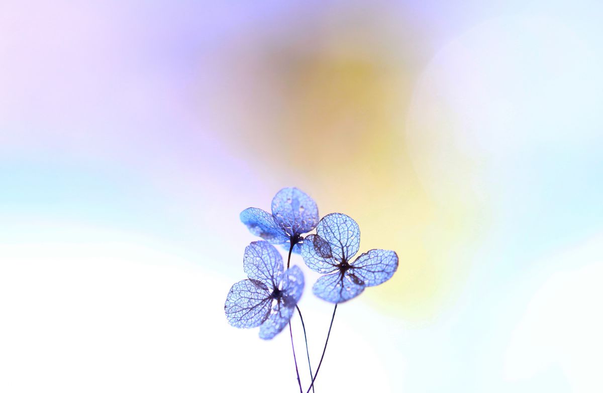 ＊Once again＊ | GANREF