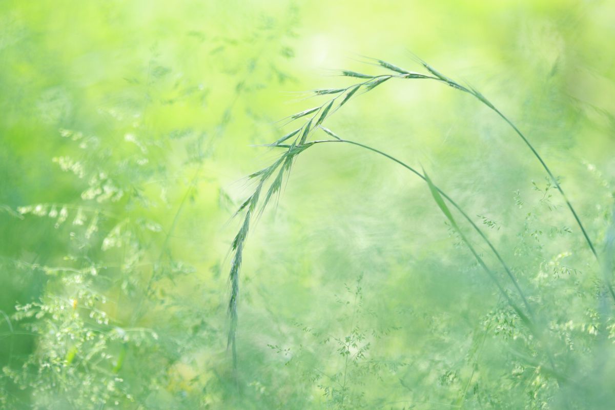 green＊green♪ | GANREF