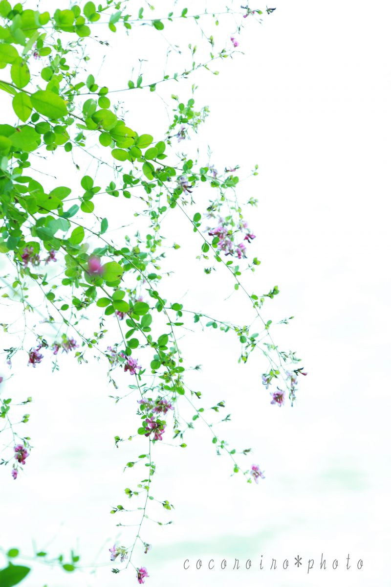 Last＊Dance | GANREF