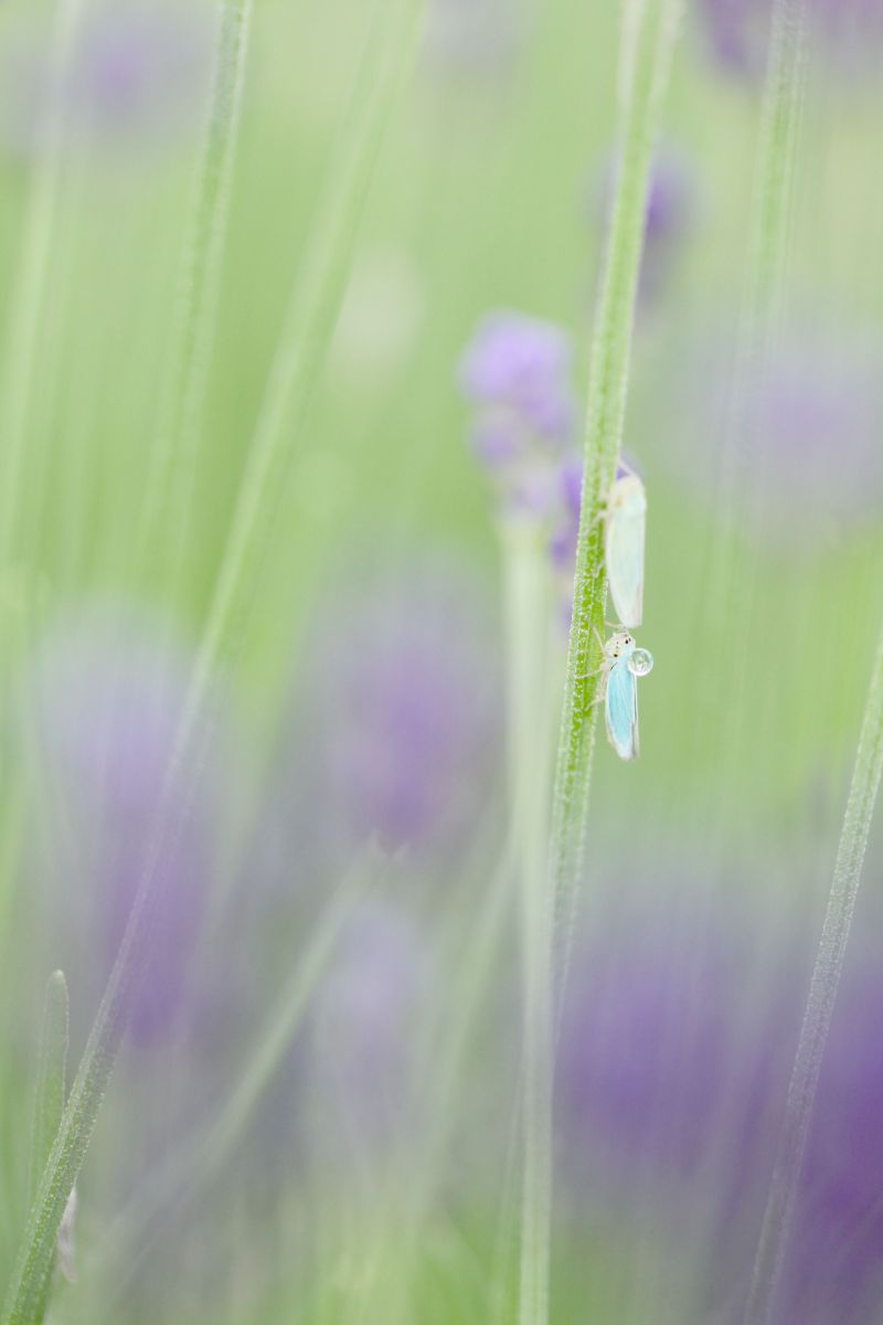 ＊shizuku＊ | GANREF