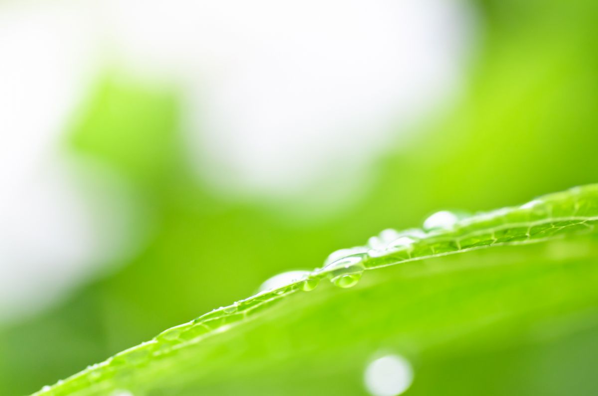 Dripping on leaf | GANREF