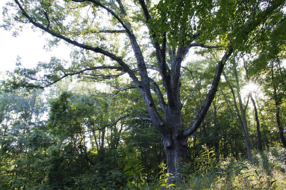 Three Sisters | GANREF
