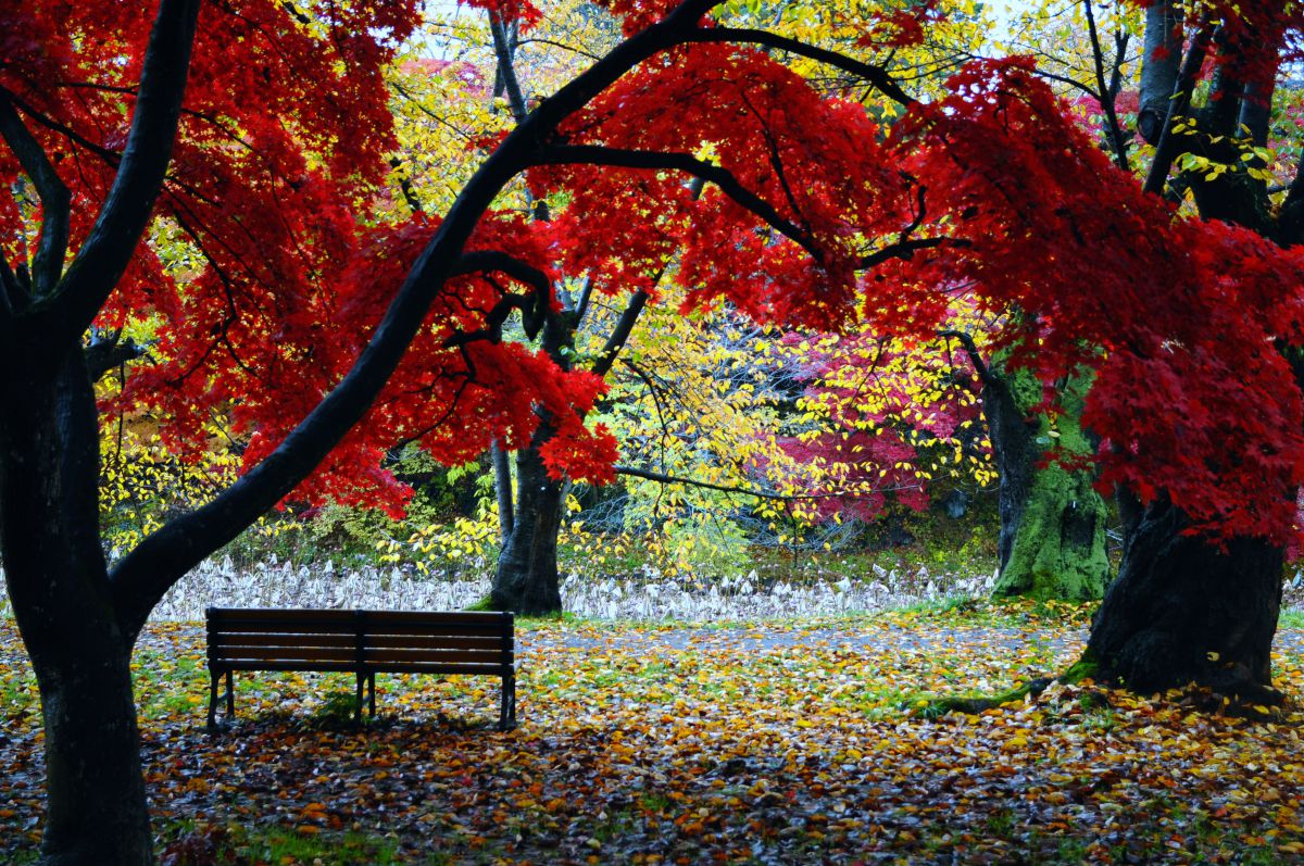 誰か来て！ | GANREF