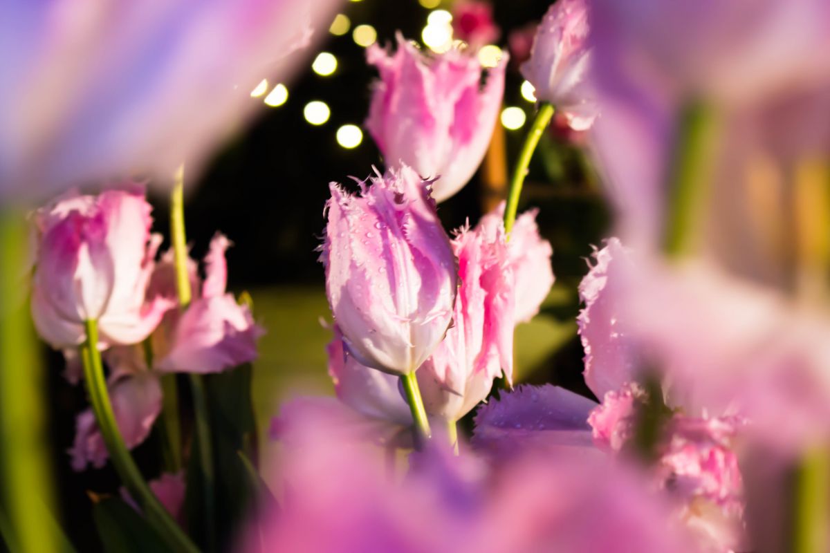 The special One | GANREF