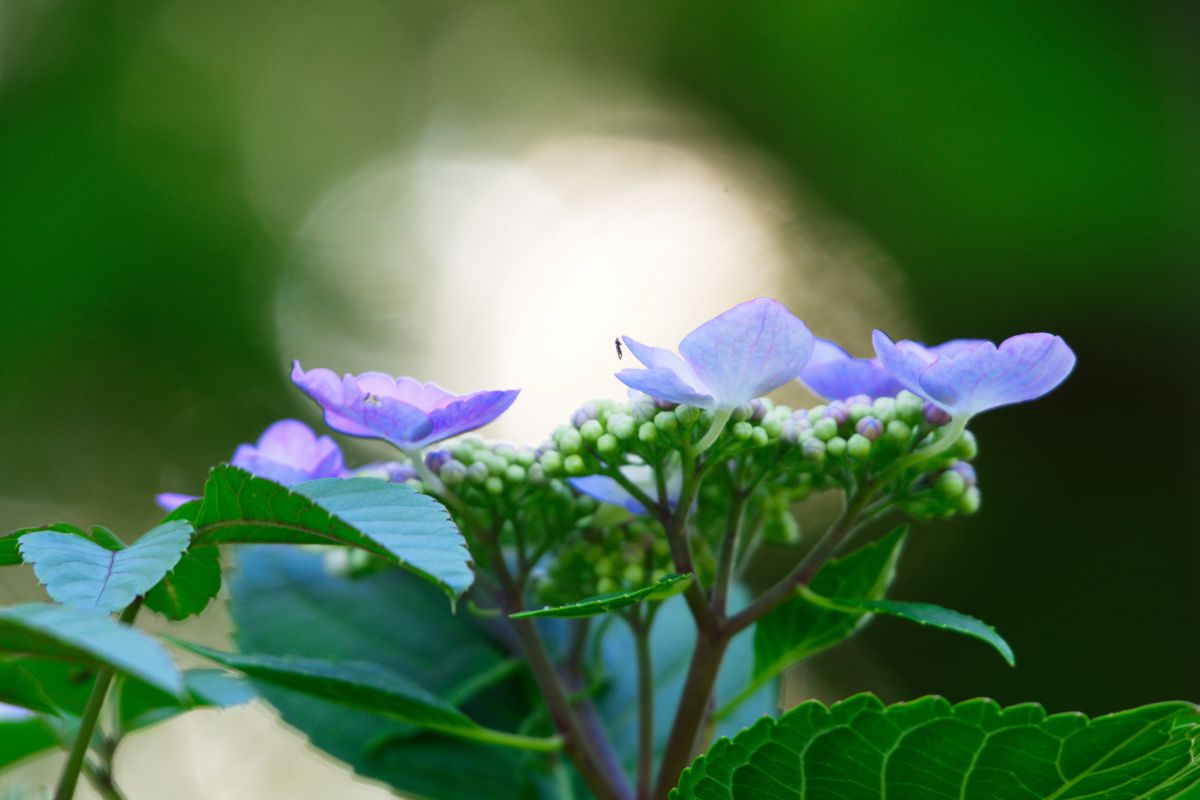 煌きの中で | GANREF