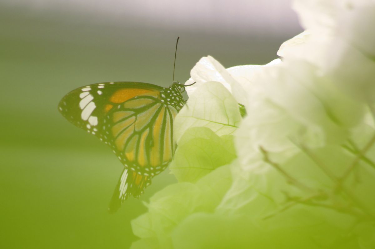 Sweet memories | GANREF