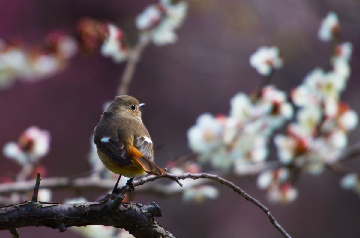 春よ来い♪ | GANREF