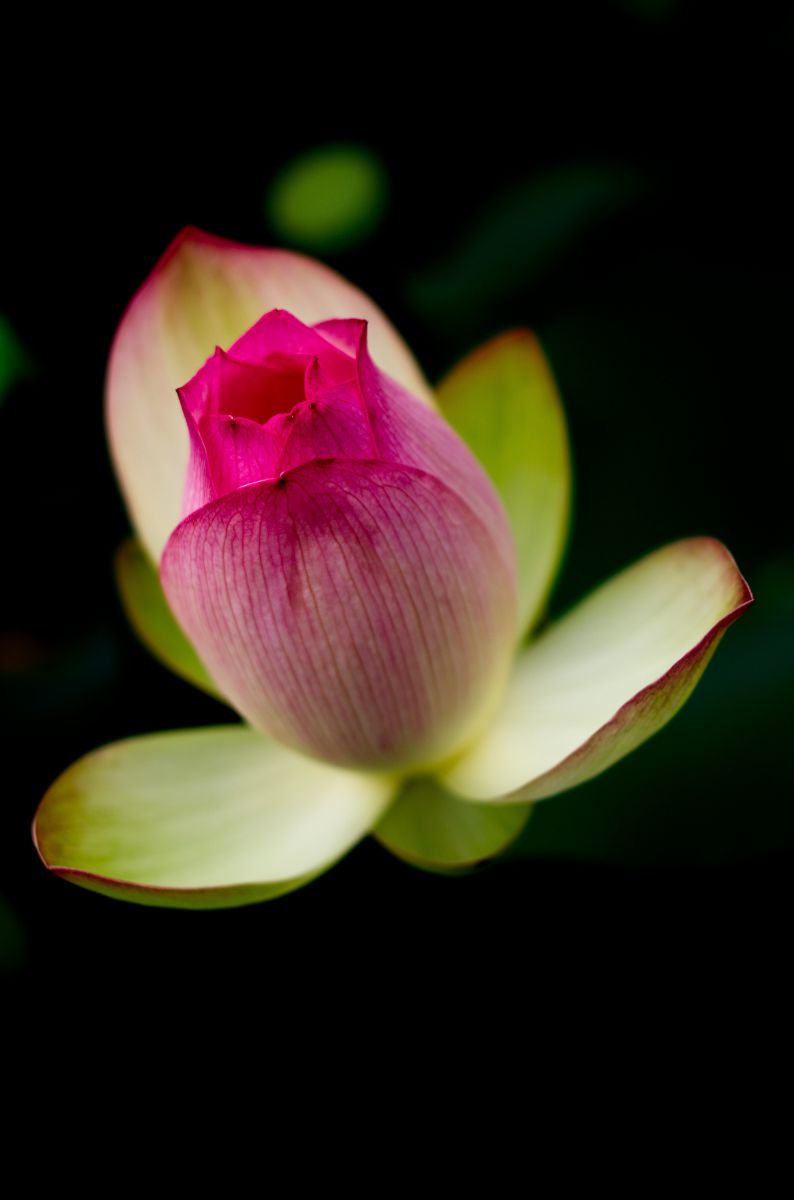 Passion light | GANREF