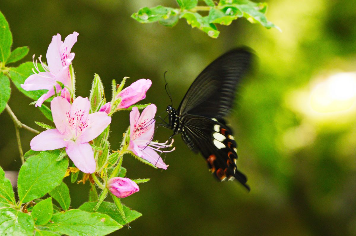 ひらひら | GANREF