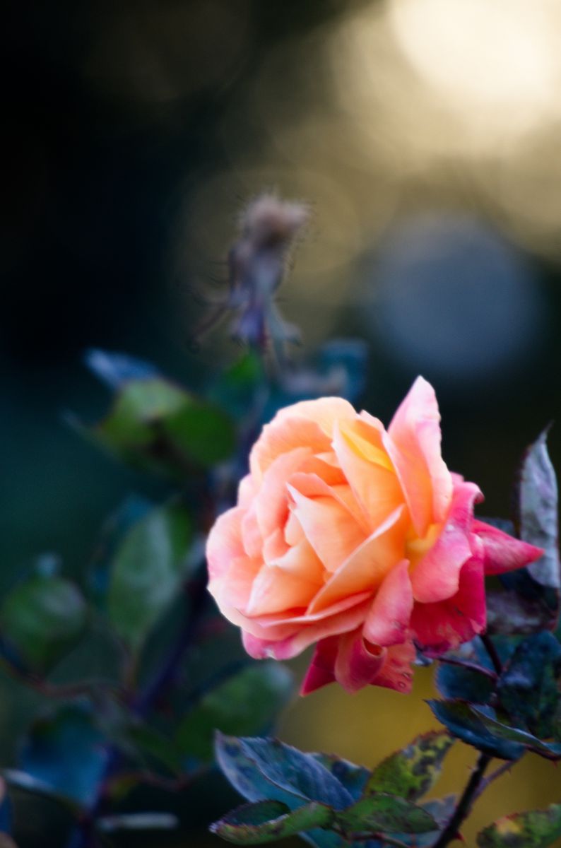 Winter rose | GANREF