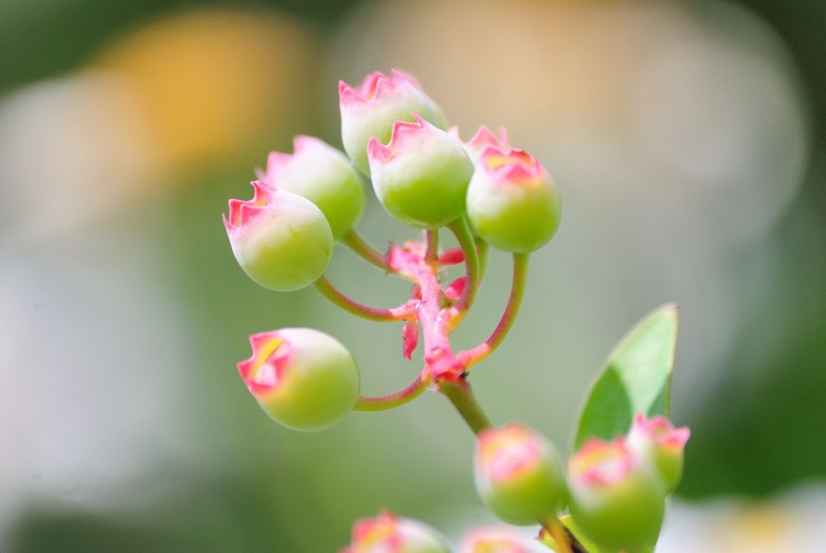 berry's bell | GANREF