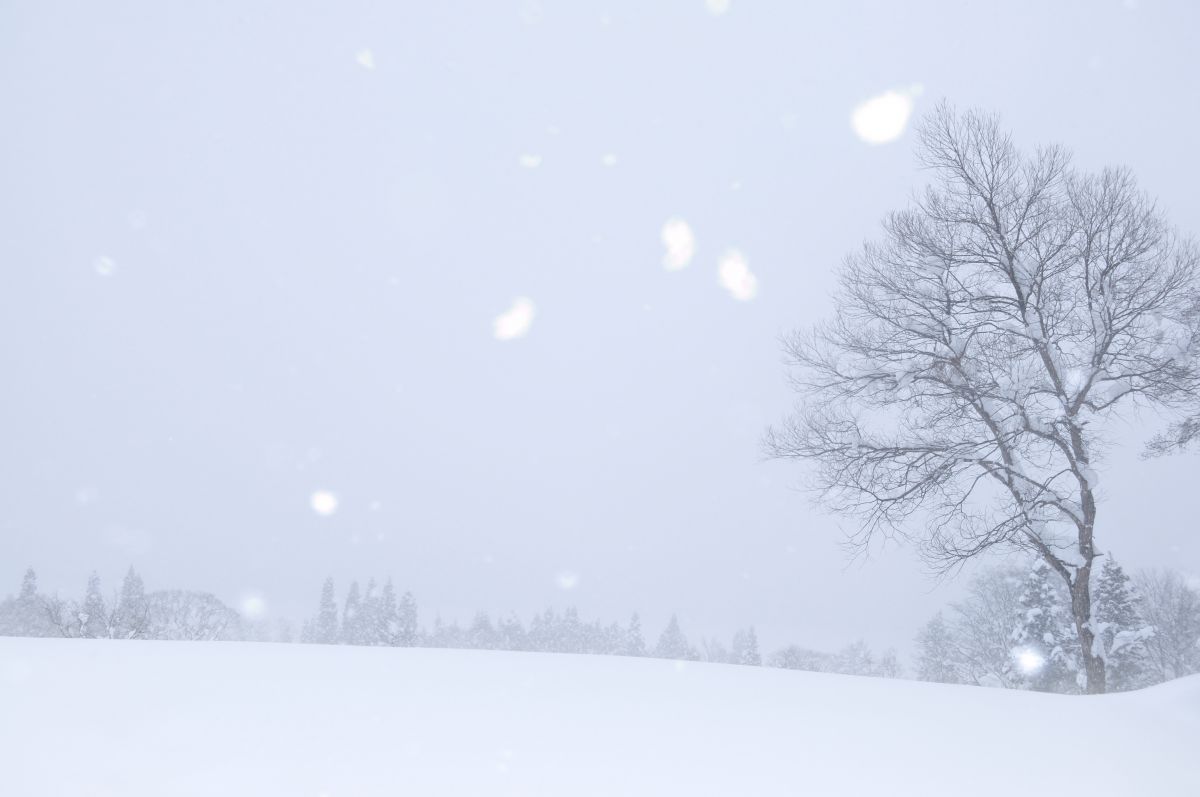 snowy forest | GANREF