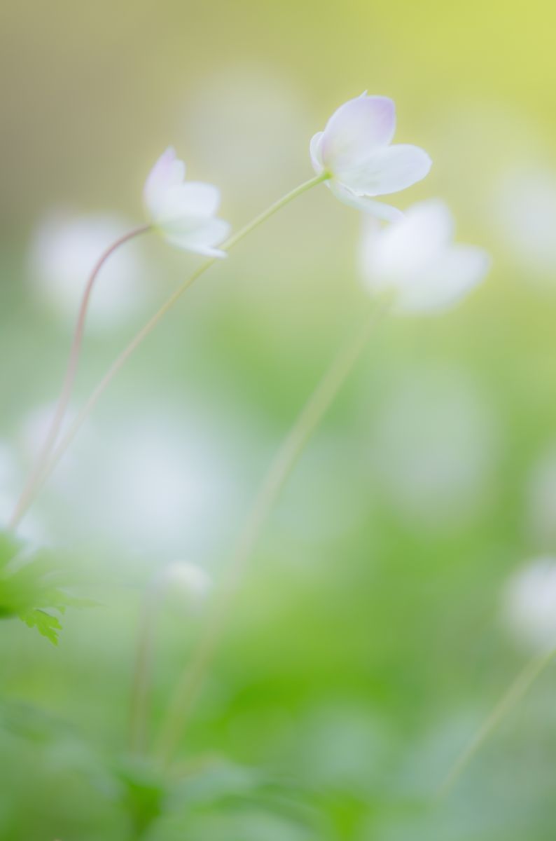 Spring Is Here | GANREF