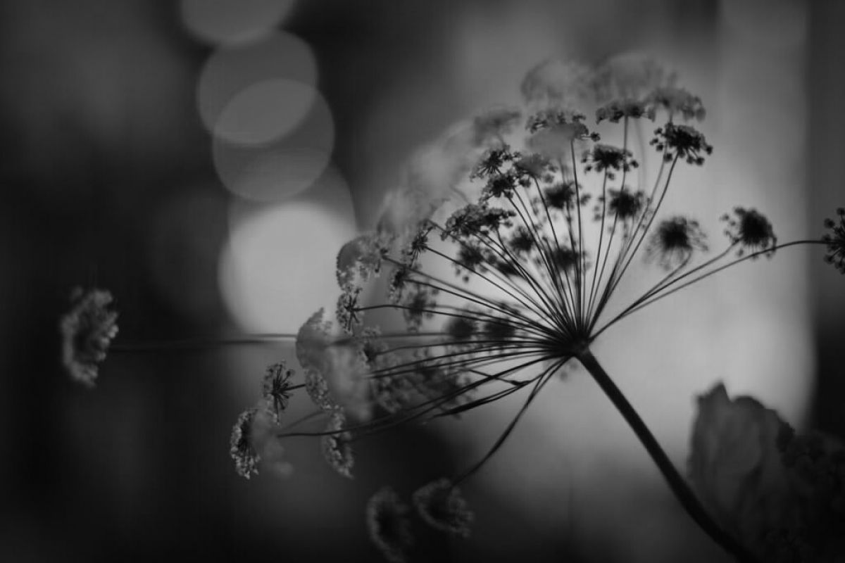 Classic Chrome | GANREF