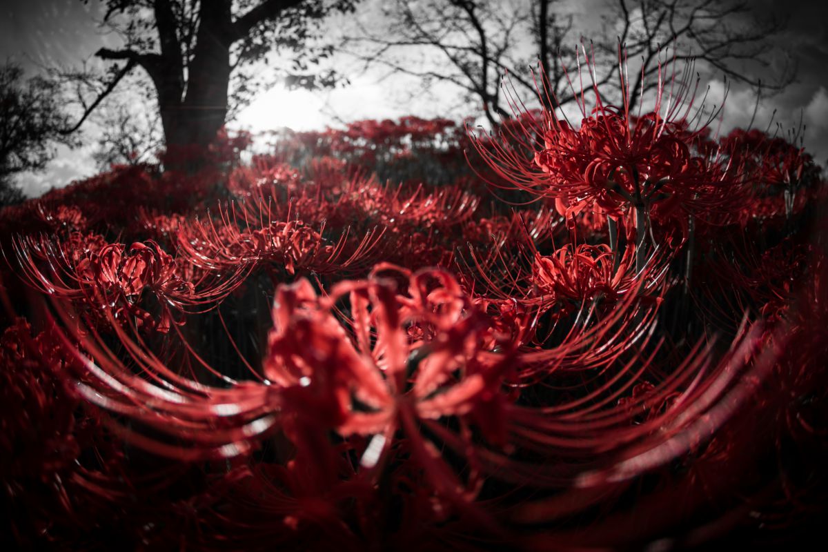 Temptation of Red #2 | GANREF