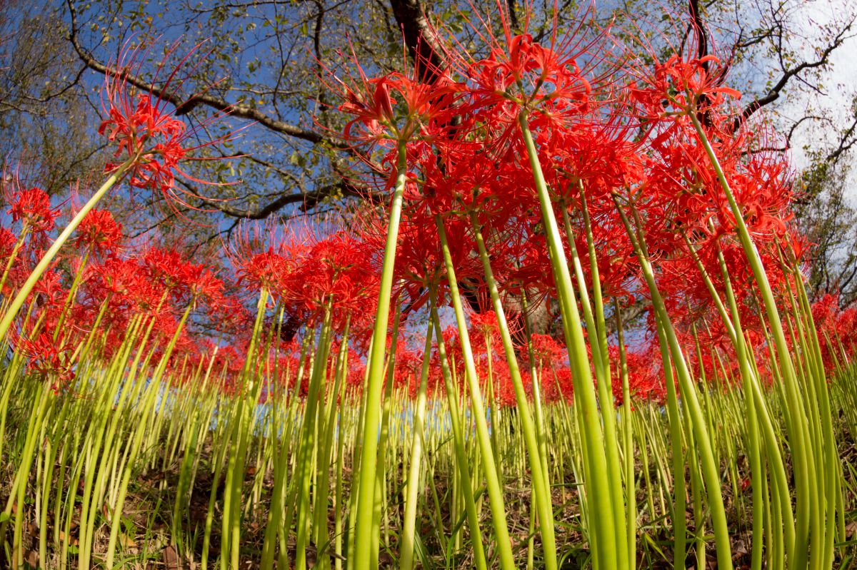 Woods of Manjushage | GANREF