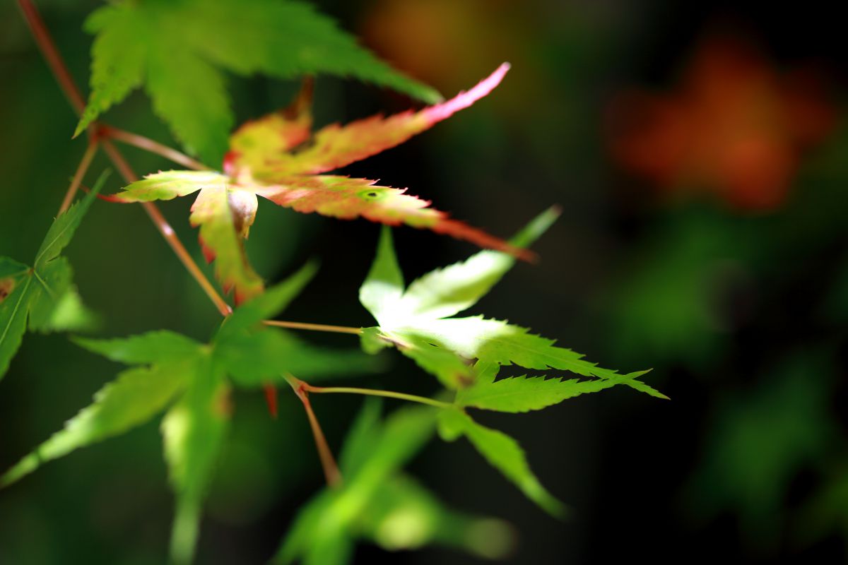 仲間はずれ | GANREF